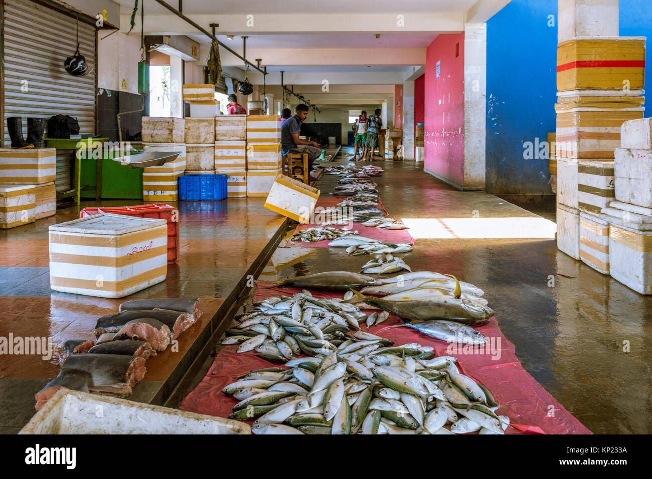 Sri Lankan Fish Market Stock Photos & Sri Lankan Fish Market Stock ...
