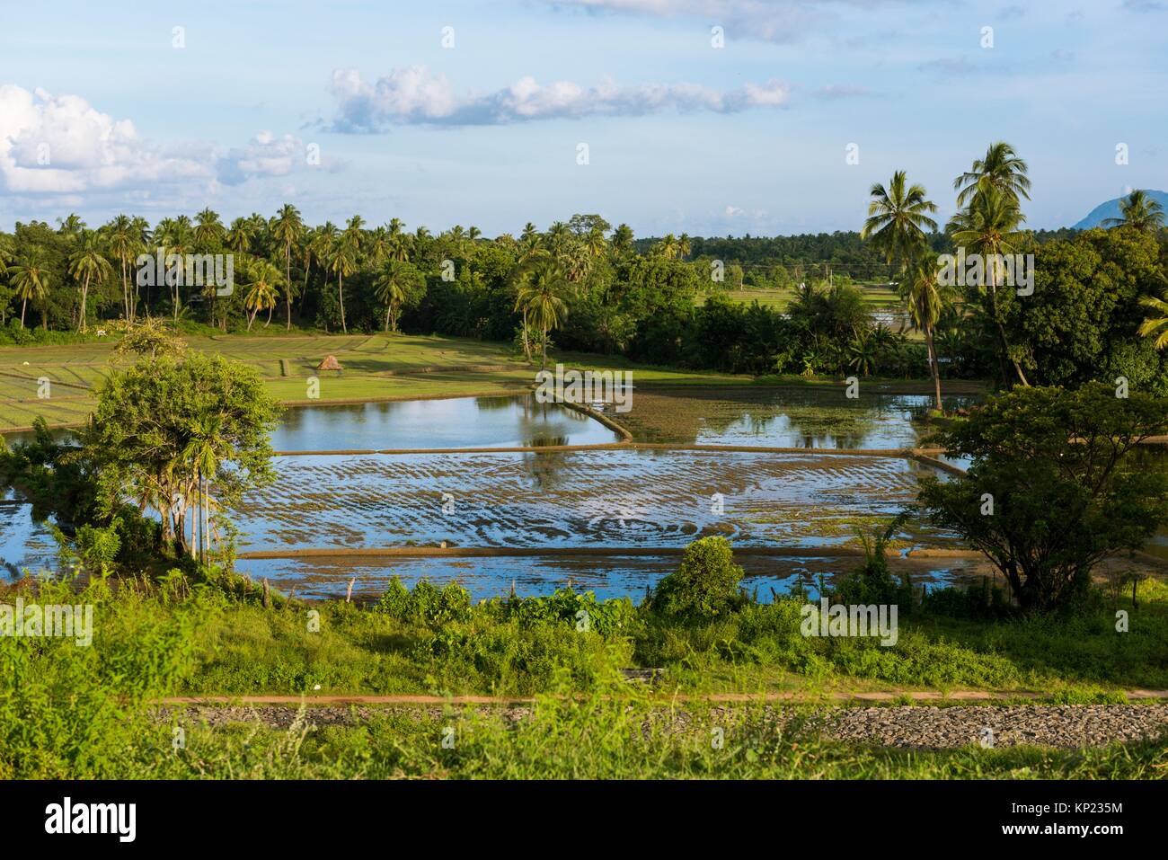Flooded Paddy Field High Resolution Stock Photography and Images - Alamy
