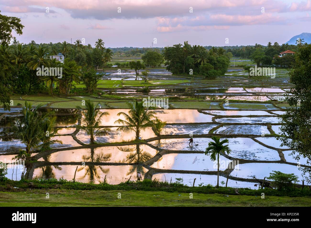 Paddy Field Sri Lanka High Resolution Stock Photography and Images - Alamy