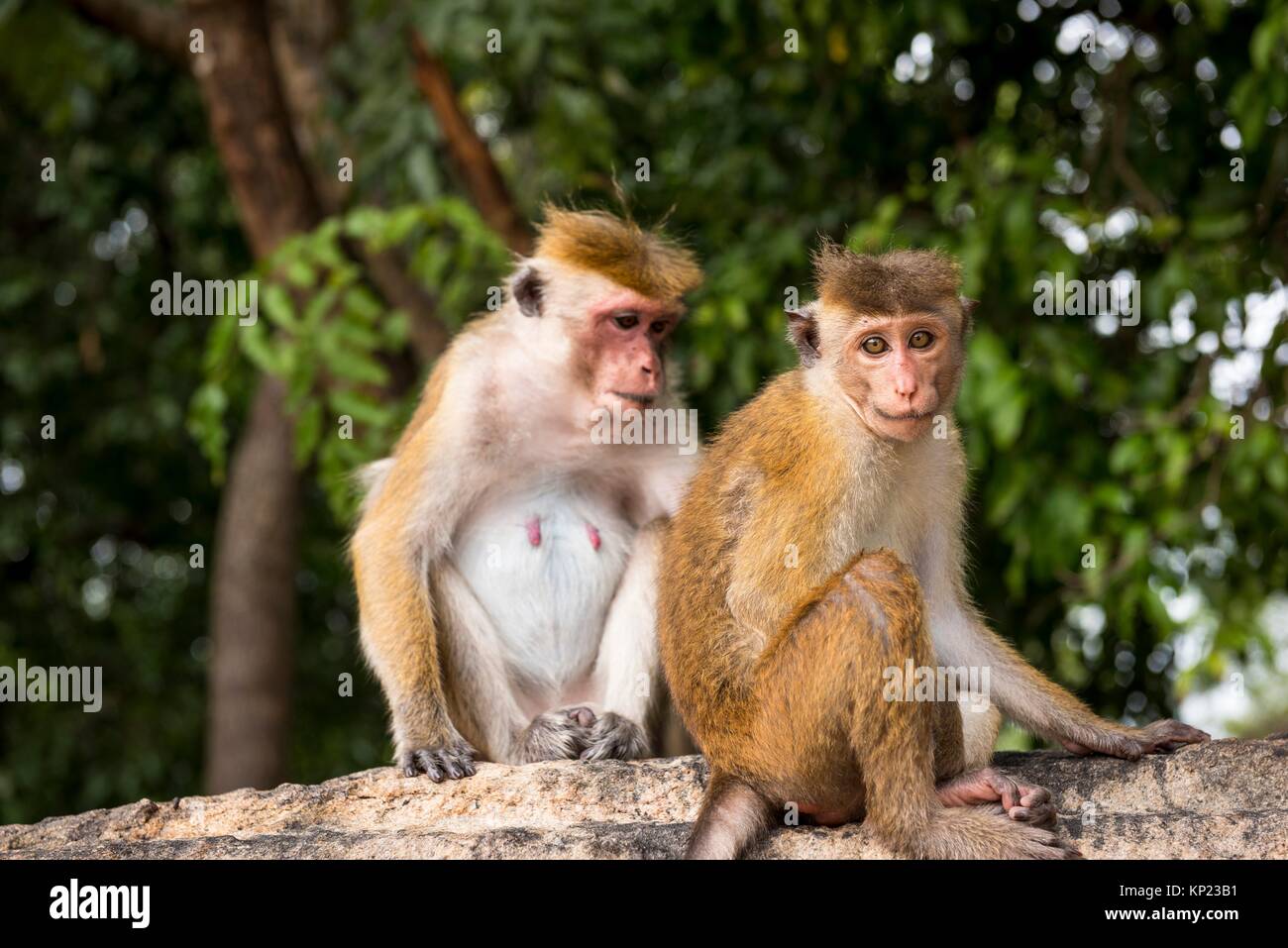 Toque Macaque (Macaca sinica) in Abhayagiri Stupa, Sacred City of ...