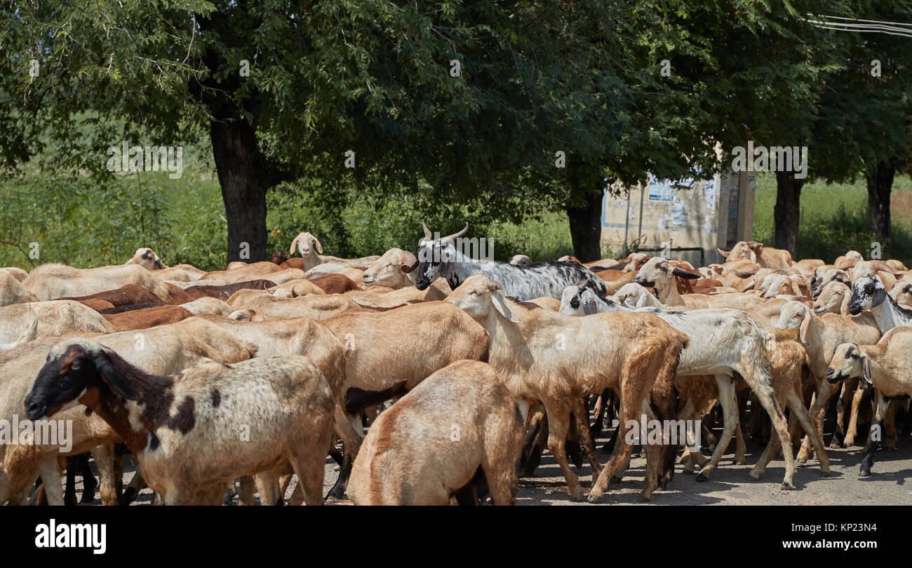 An Indian with goats in countryside in dry arid southwest state of ...
