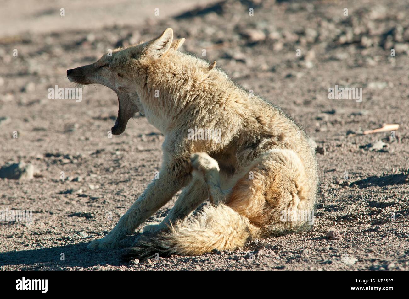 Andean fox pseudalopex culpaeus hi-res stock photography and images - Alamy