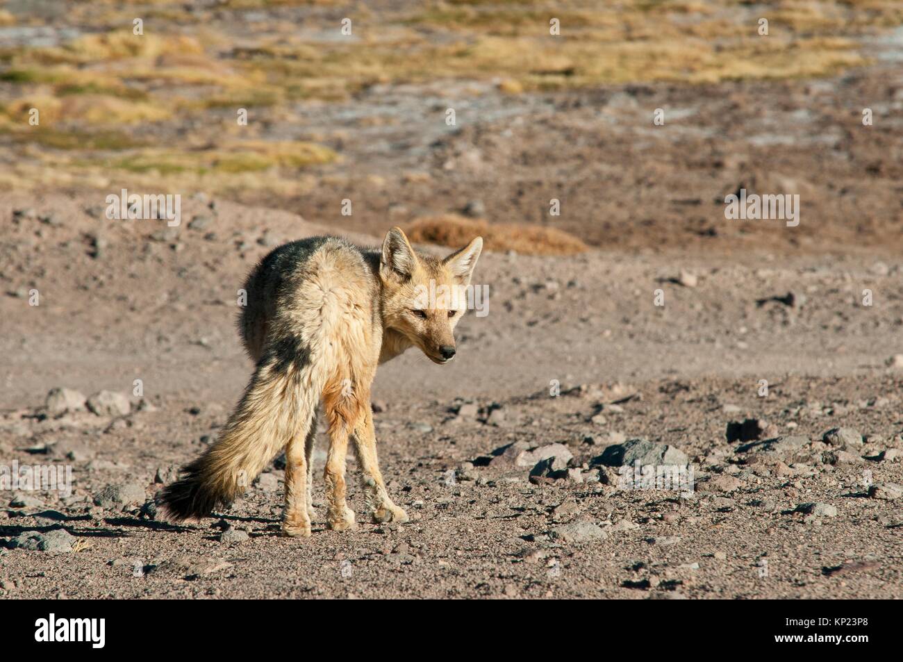 Desert fox chile hi-res stock photography and images - Alamy