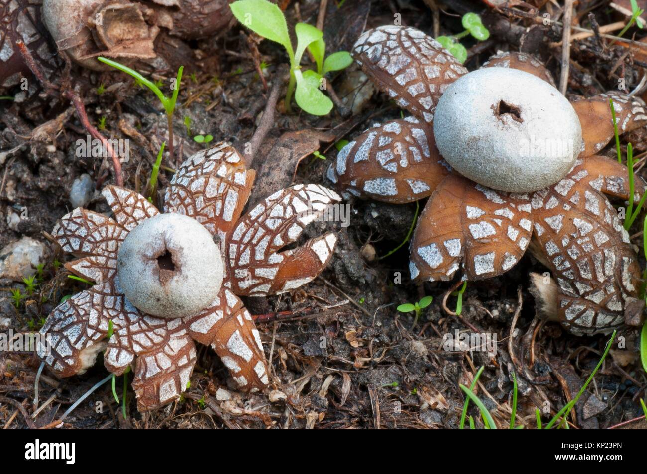 Astraeus hi-res stock photography and images - Alamy