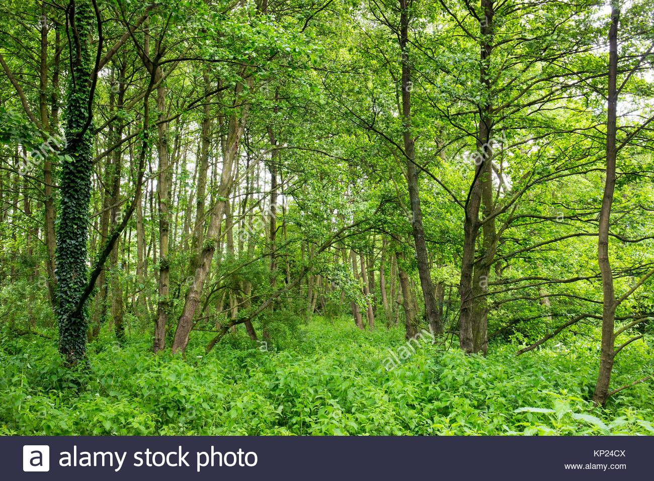 Overgrown Forest Stock Photos & Overgrown Forest Stock Images - Alamy