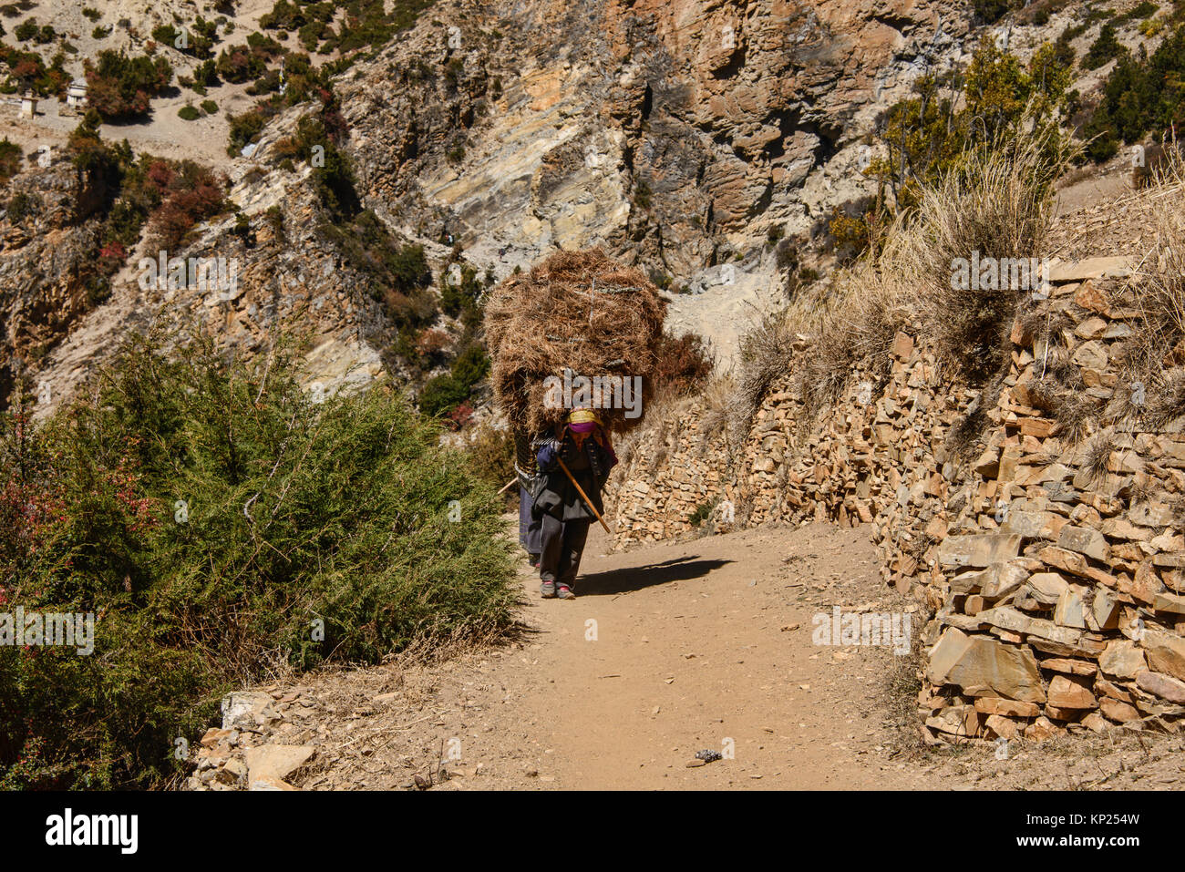 Tibetan carrying their crops, Upper Mustang, Annapurna Circuit, Nepal ...