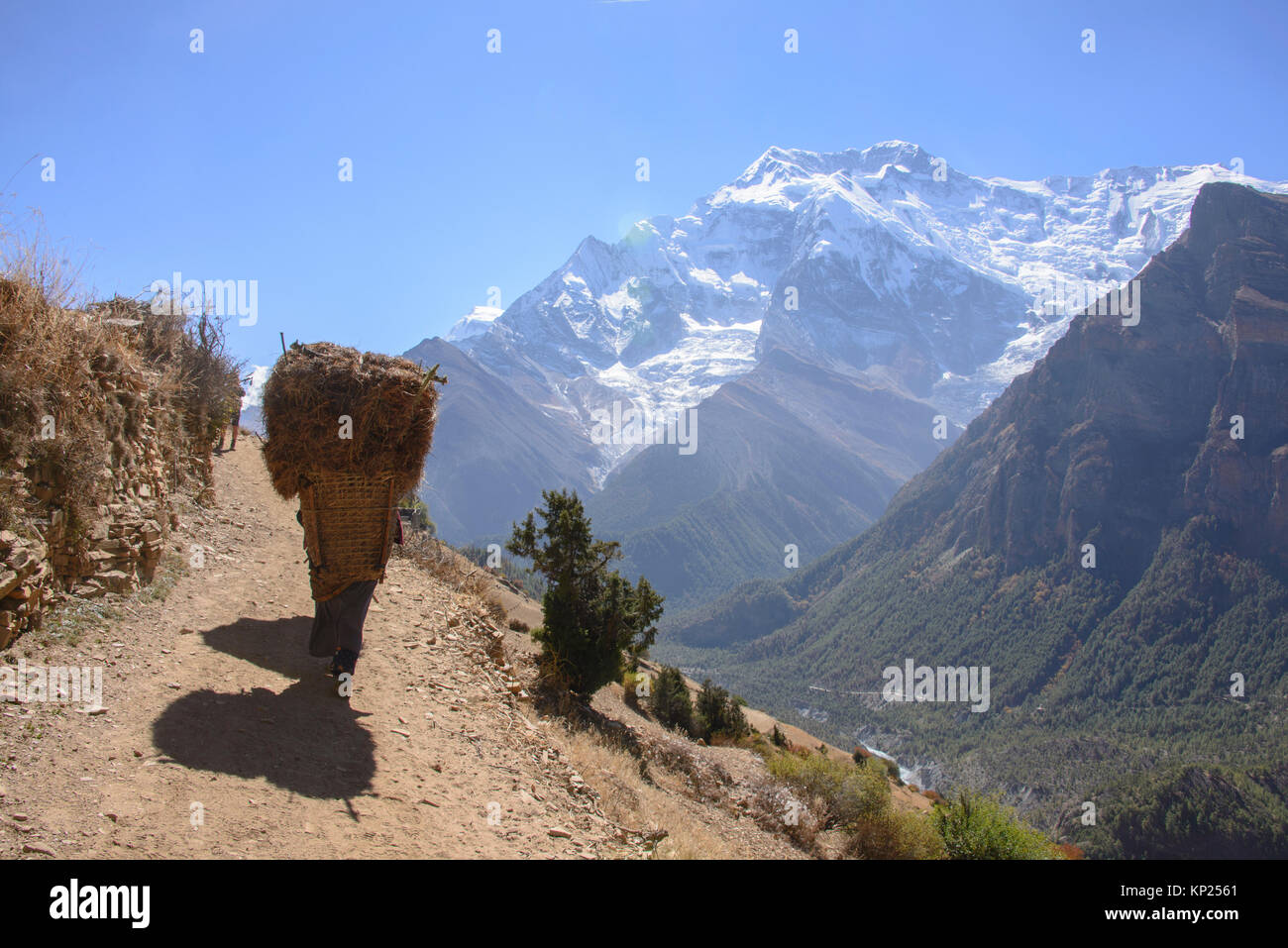Tibetan carrying their crops, Upper Mustang, Annapurna Circuit, Nepal ...