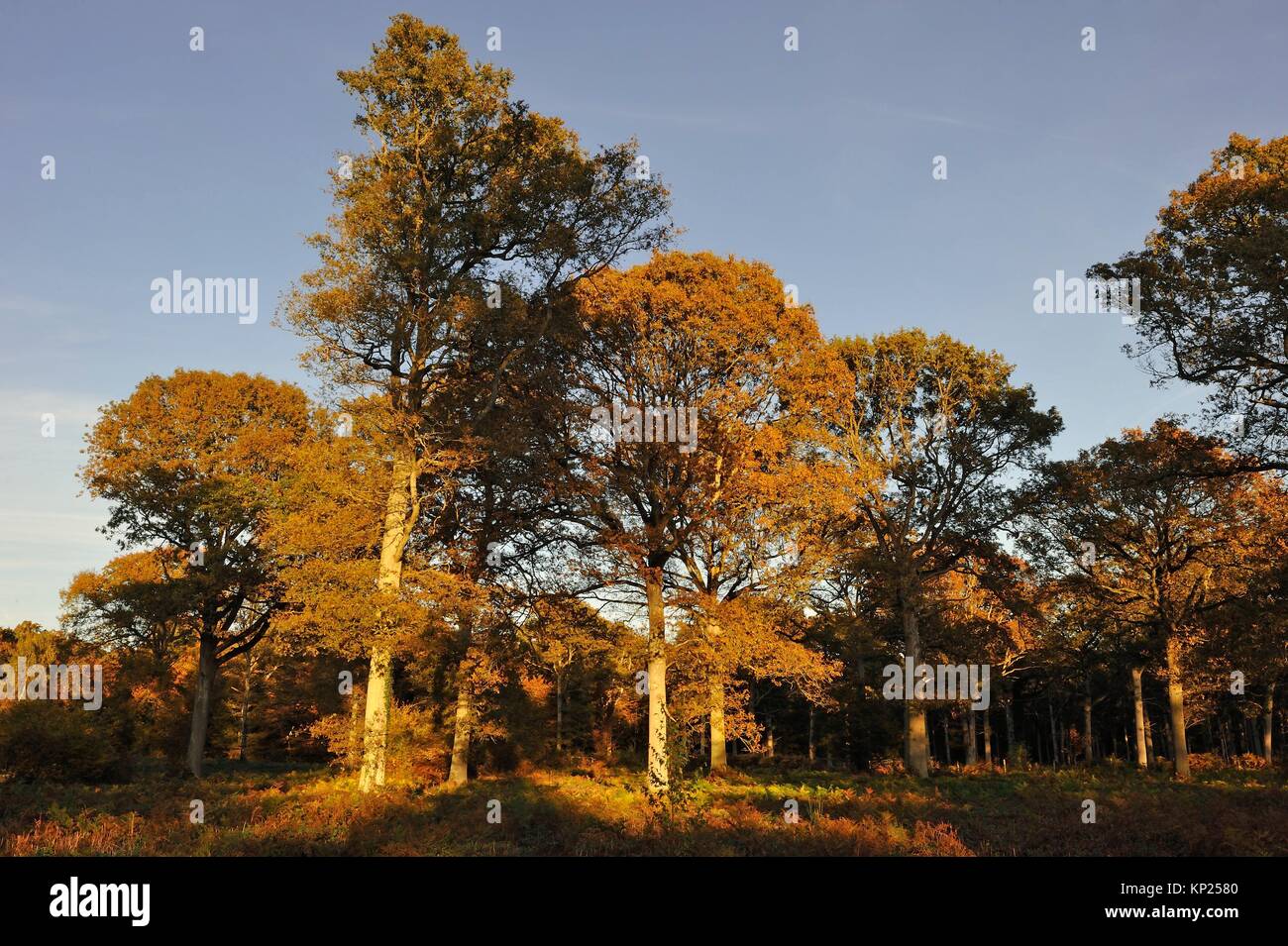 oak tree grove after selection cutting in the Forest of Rambouillet ...