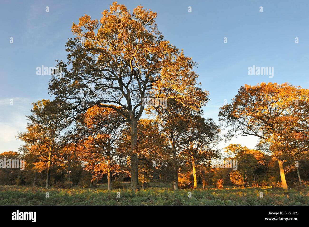 Oak Tree Grove High Resolution Stock Photography and Images - Alamy