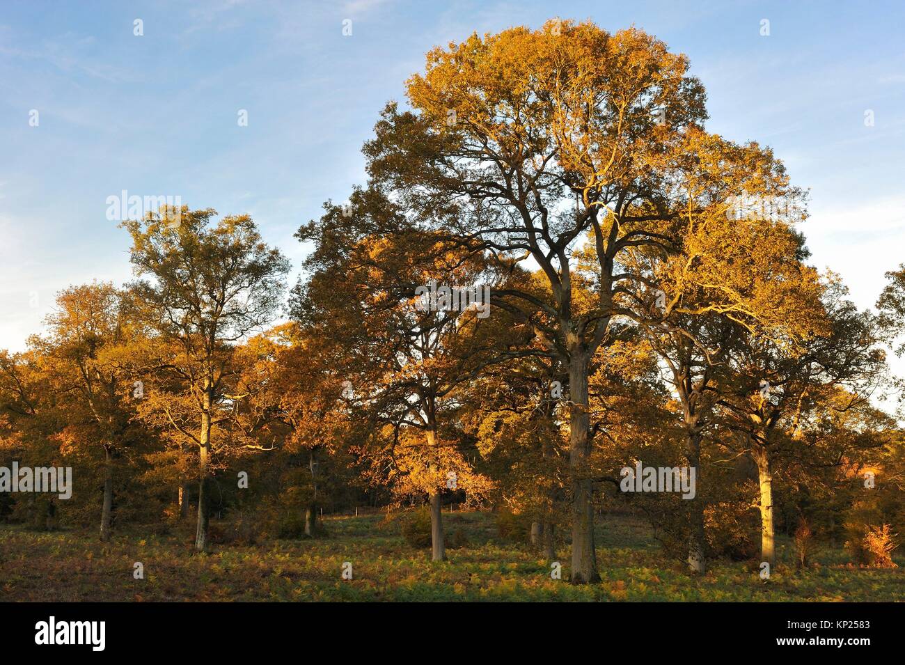 Oak tree grove hi-res stock photography and images - Alamy