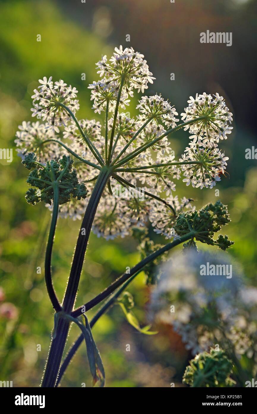 Umbel umbel hi-res stock photography and images - Alamy