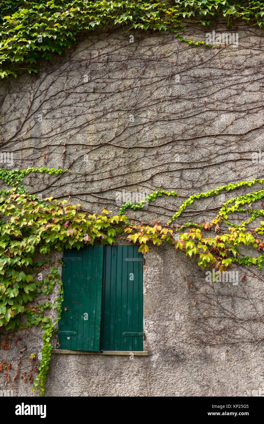 ivy on the facade of a house with window Stock Photo - Alamy