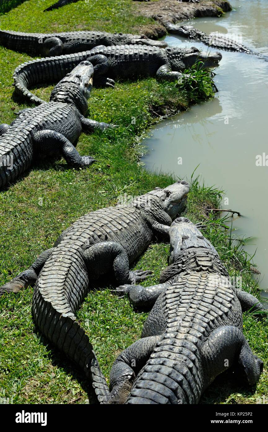 American alligator water High Resolution Stock Photography and Images ...
