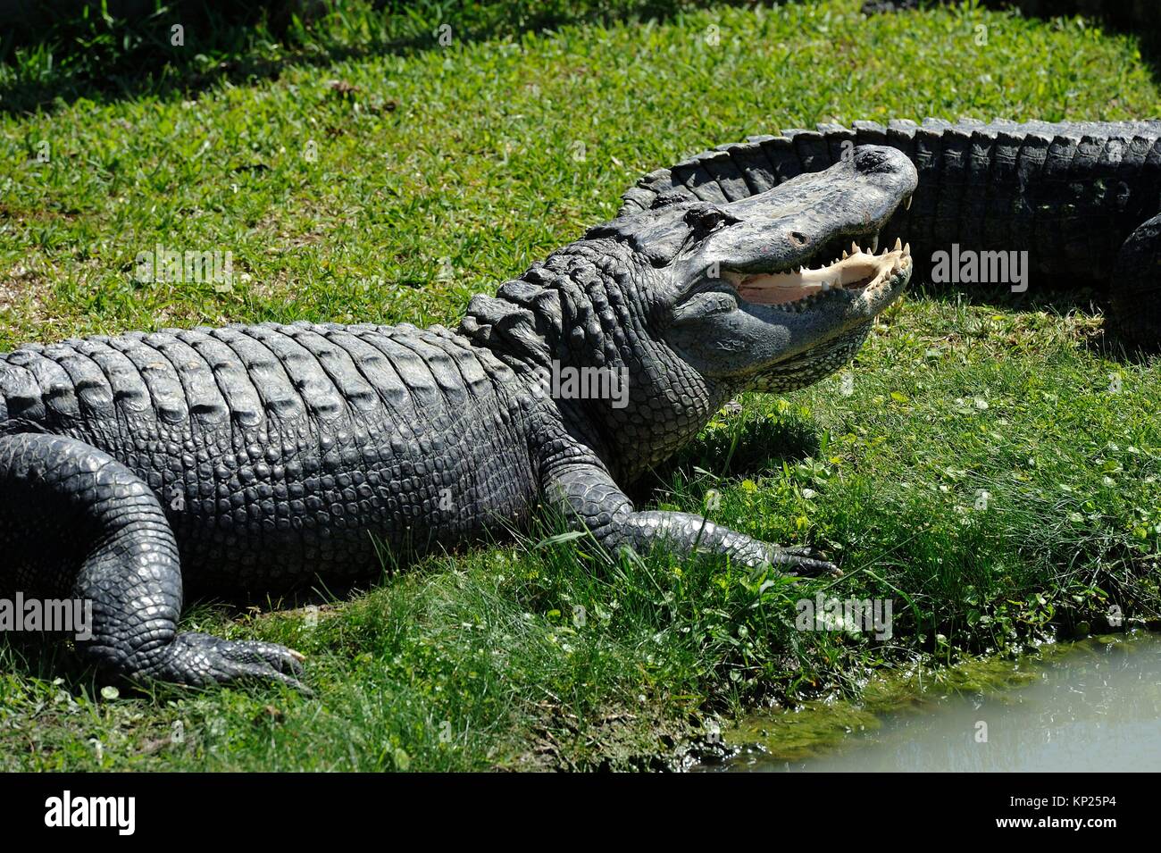 American alligator water hi-res stock photography and images - Alamy