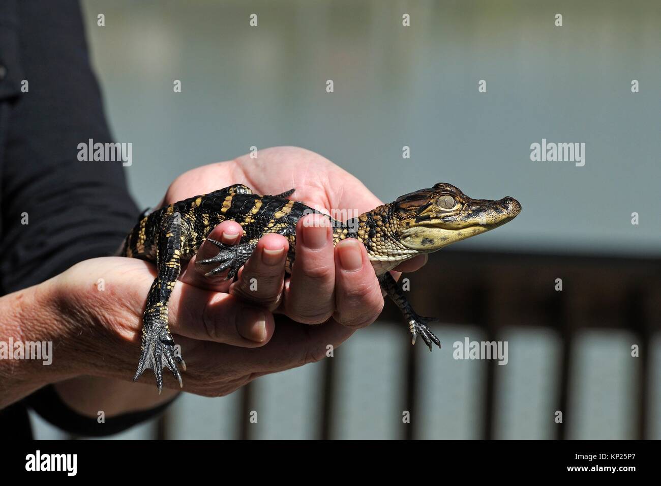 Juvenile young american alligator mississippiensis hi-res stock ...