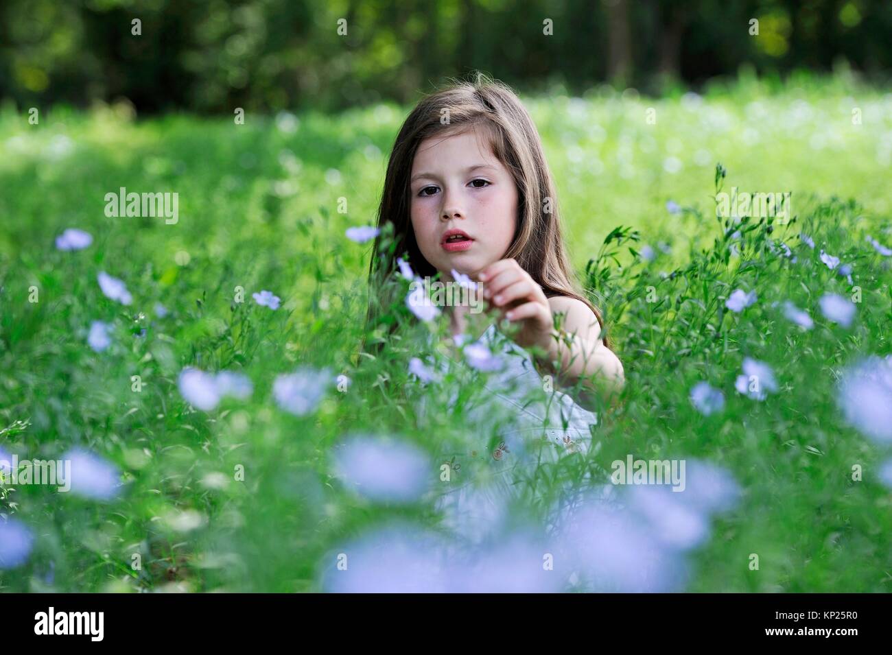 In a flax field hi-res stock photography and images - Alamy