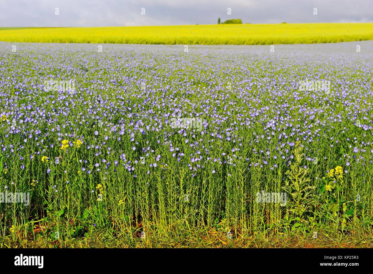 Field Of Flax High Resolution Stock Photography and Images - Alamy