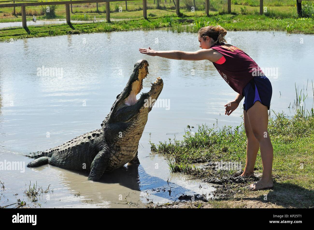 Woman Alligator Stock Photos & Woman Alligator Stock Images - Alamy