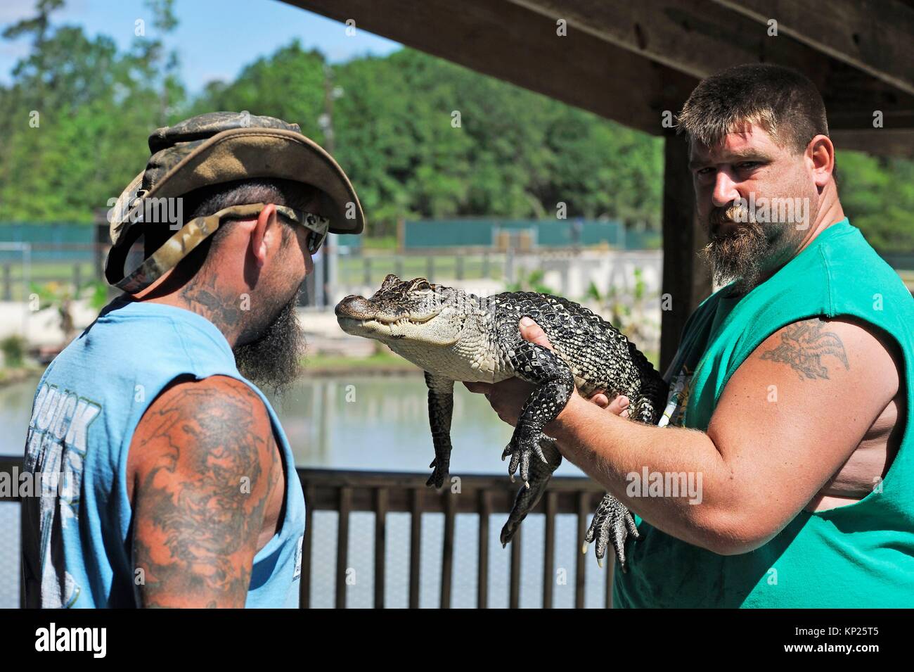 Alligator with hat hi-res stock photography and images - Alamy