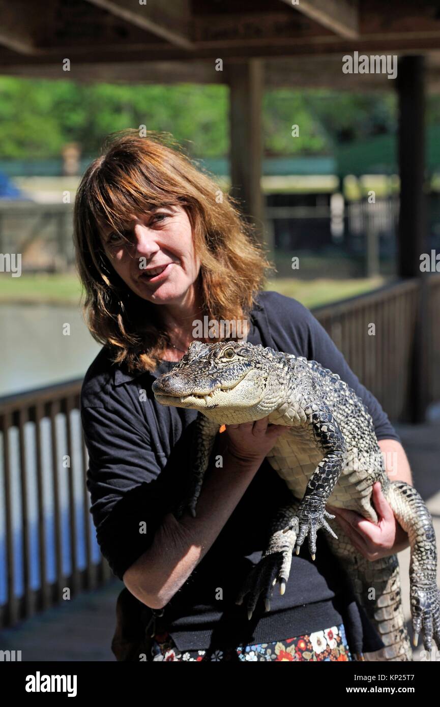 Female Alligator High Resolution Stock Photography and Images - Alamy