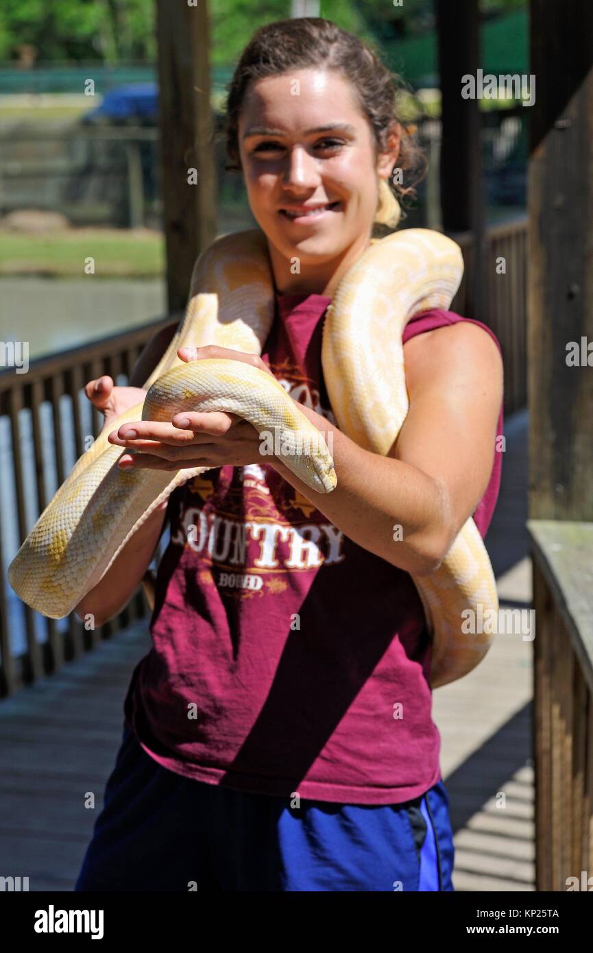 Burmese python alligator hi-res stock photography and images - Alamy