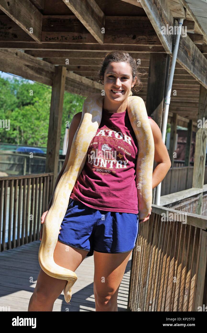 Burmese python alligator hi-res stock photography and images - Alamy