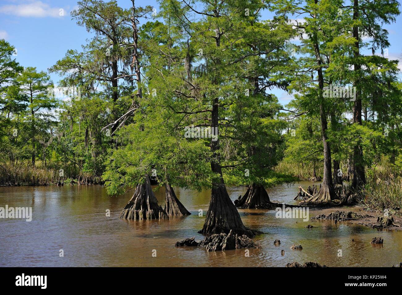 Neches River High Resolution Stock Photography and Images - Alamy