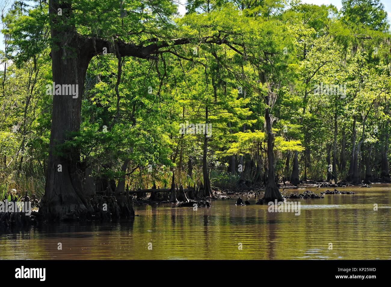 Neches River High Resolution Stock Photography and Images - Alamy