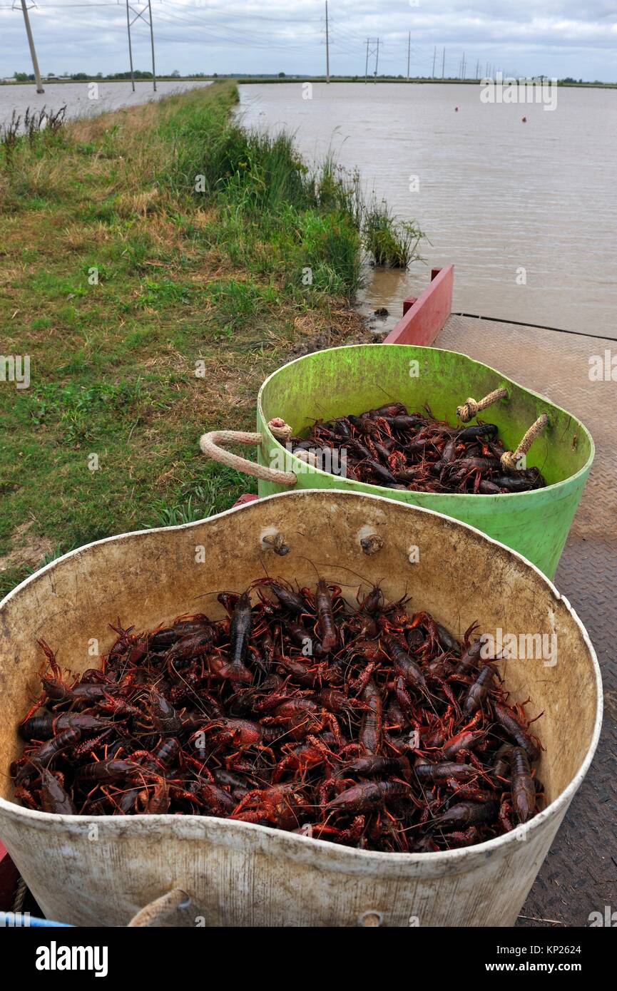 Crayfish hi-res stock photography and images - Alamy