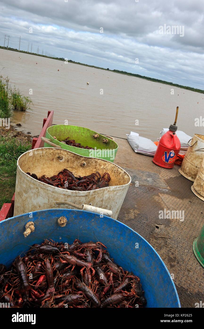 Crayfish hi-res stock photography and images - Alamy