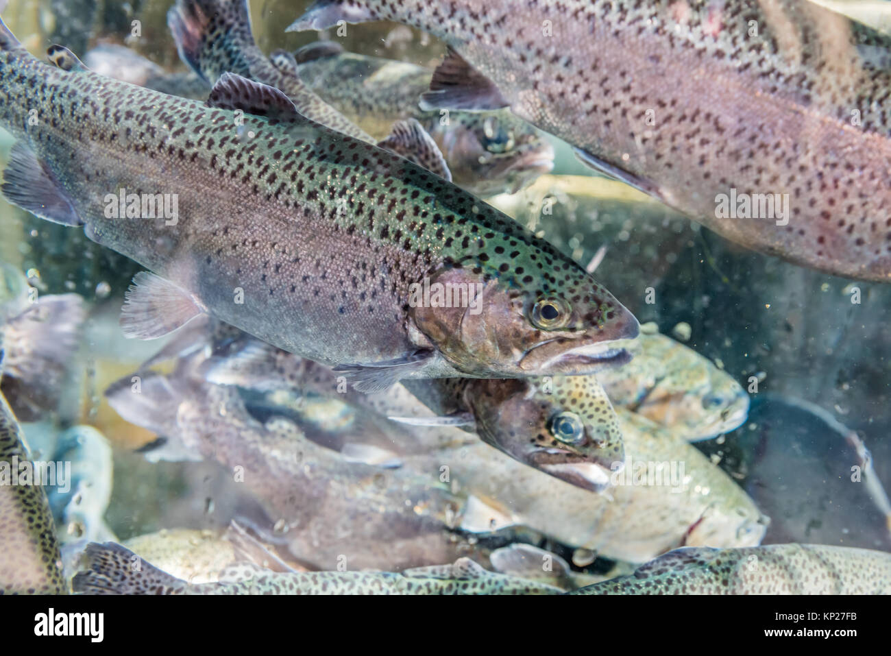 Close up of trout fish in an artificial pond.Breeding of trout for food ...