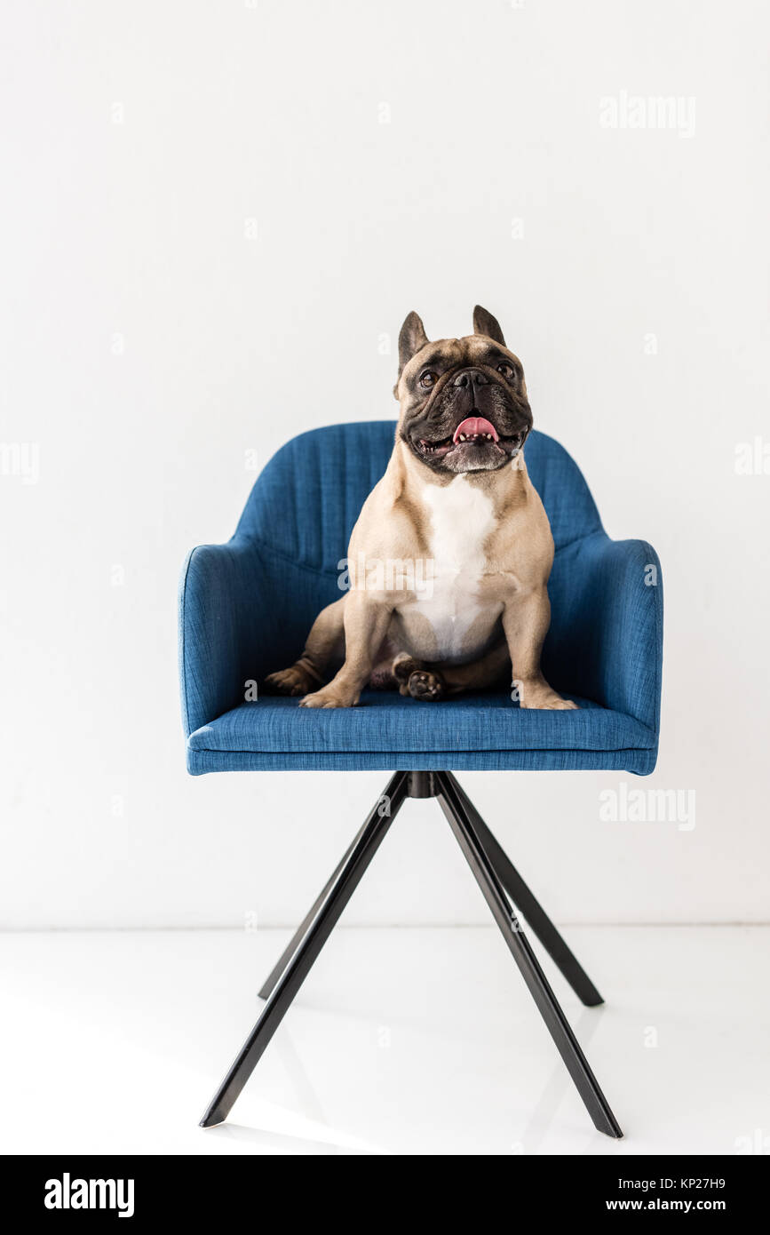 french bulldog sitting on chair Stock Photo - Alamy