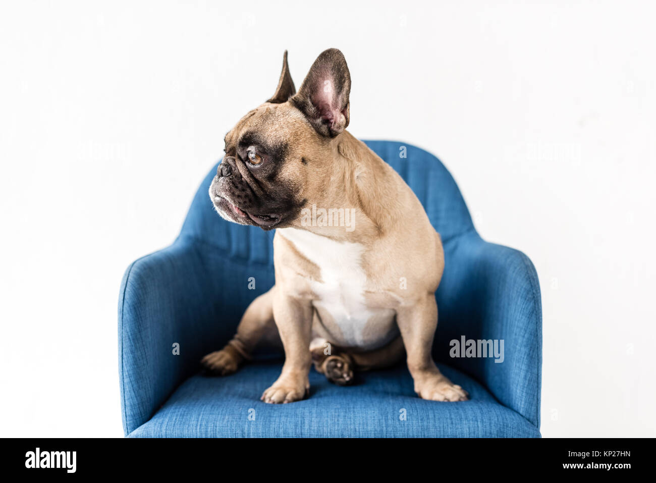 french bulldog sitting on chair Stock Photo - Alamy