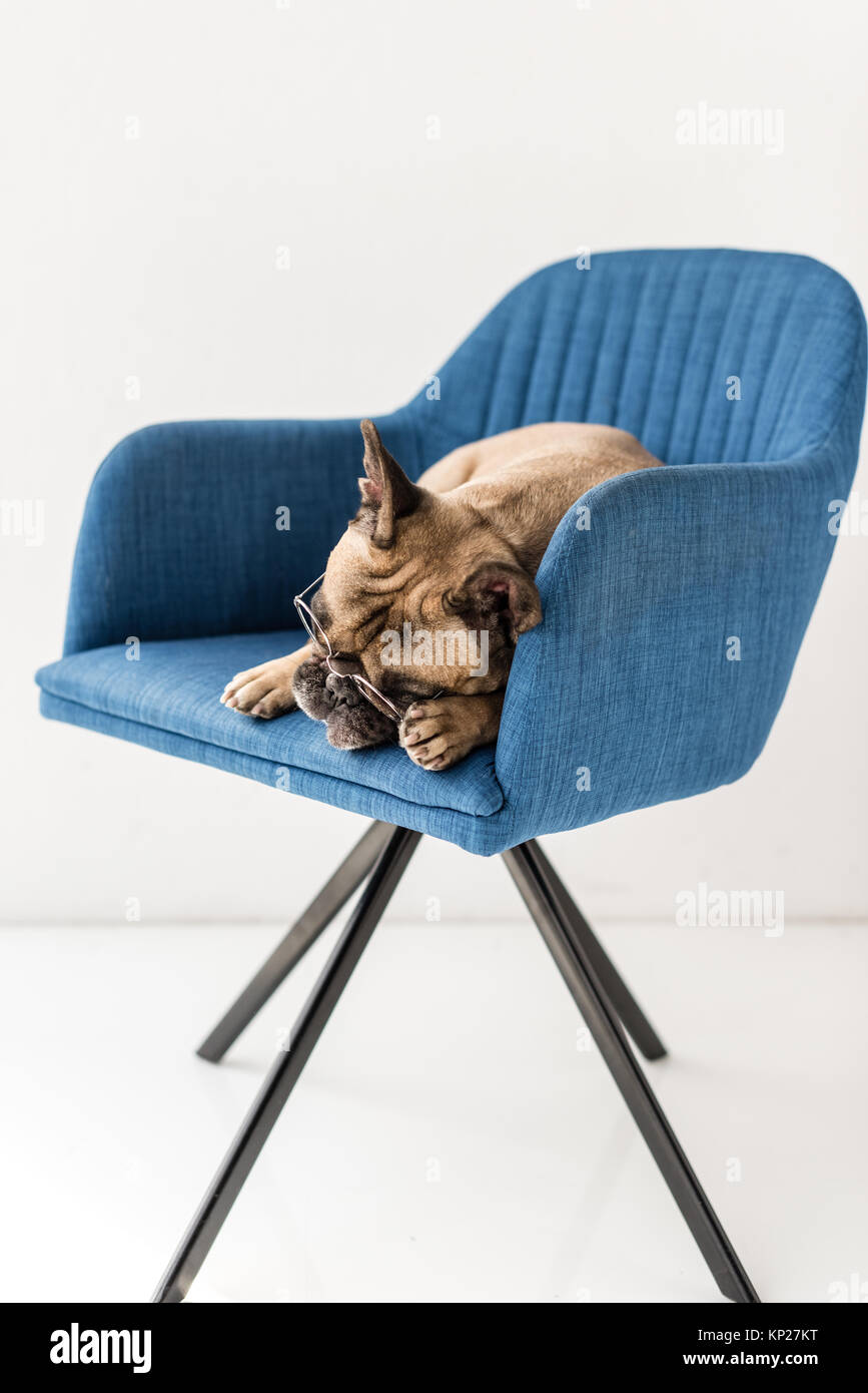 bulldog lying on chair Stock Photo - Alamy