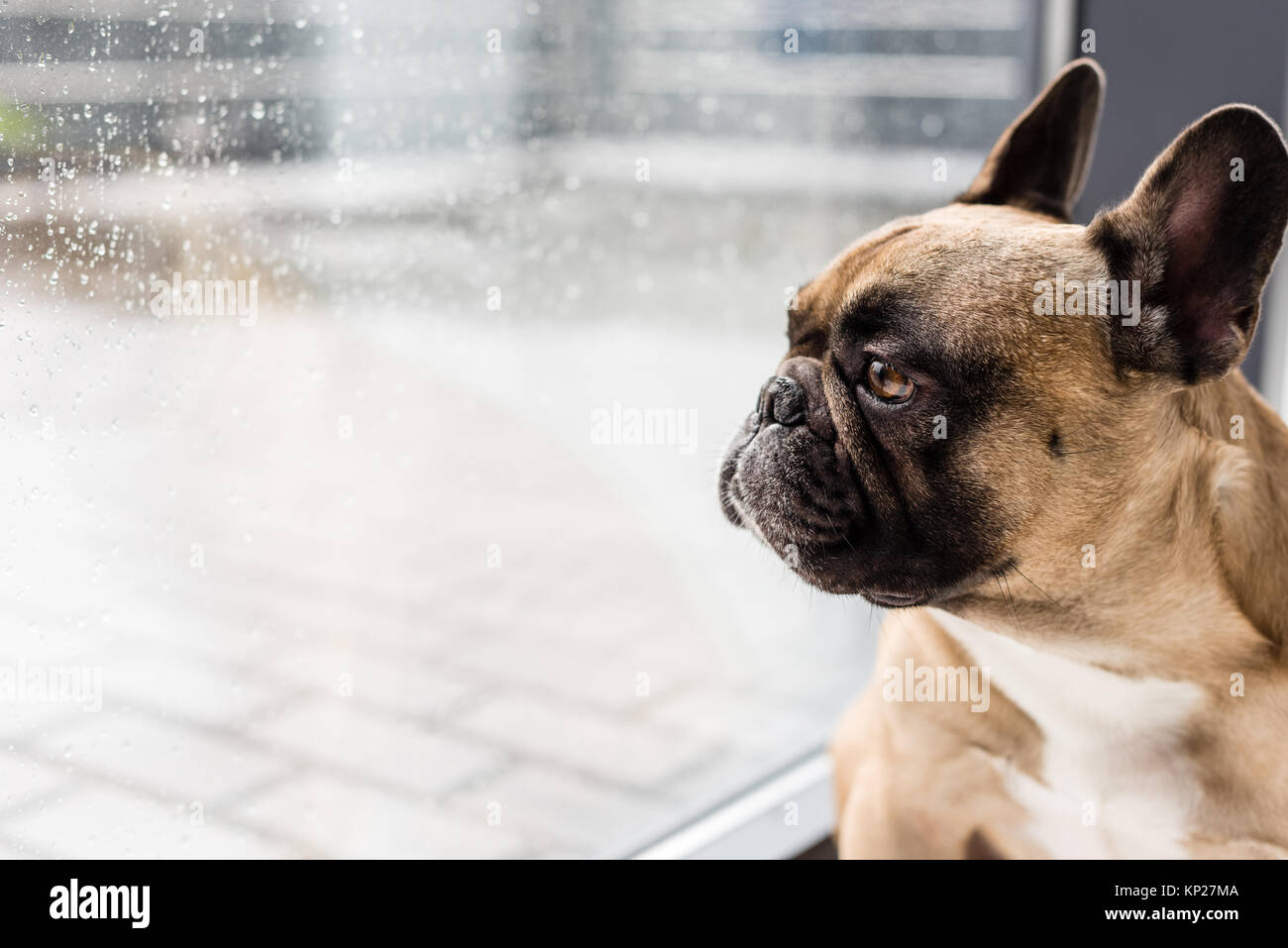 dog looking at window Stock Photo - Alamy