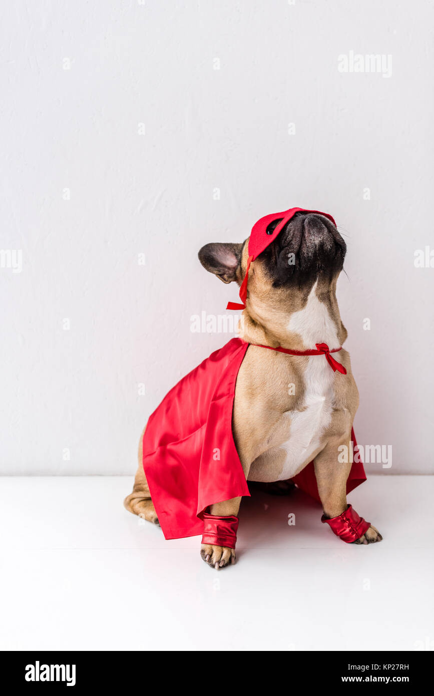 dog in superhero costume Stock Photo - Alamy