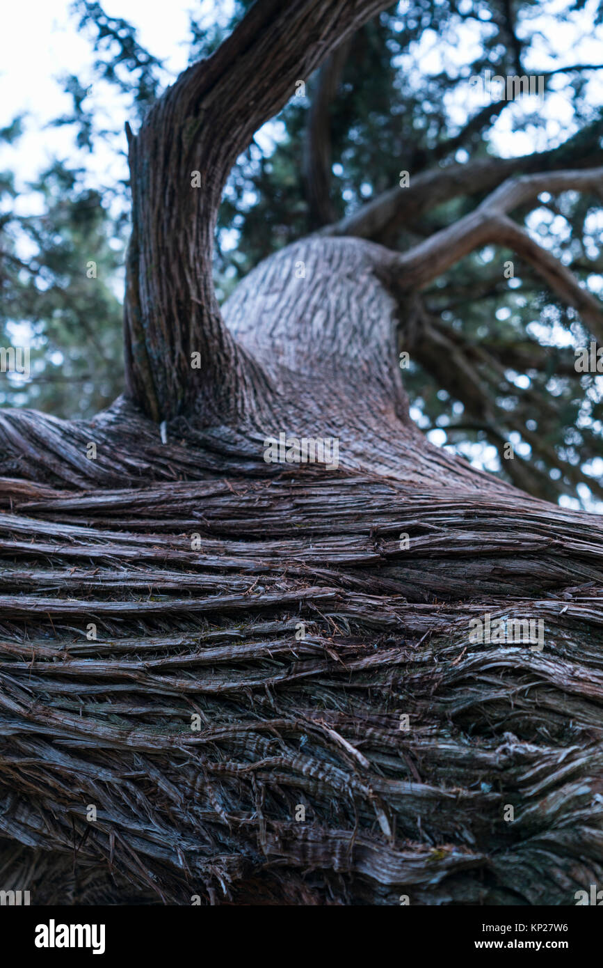 SABINA - SPANISH JUNIPER (Juniperus thurifera), Sabinar de Calatañazor ...