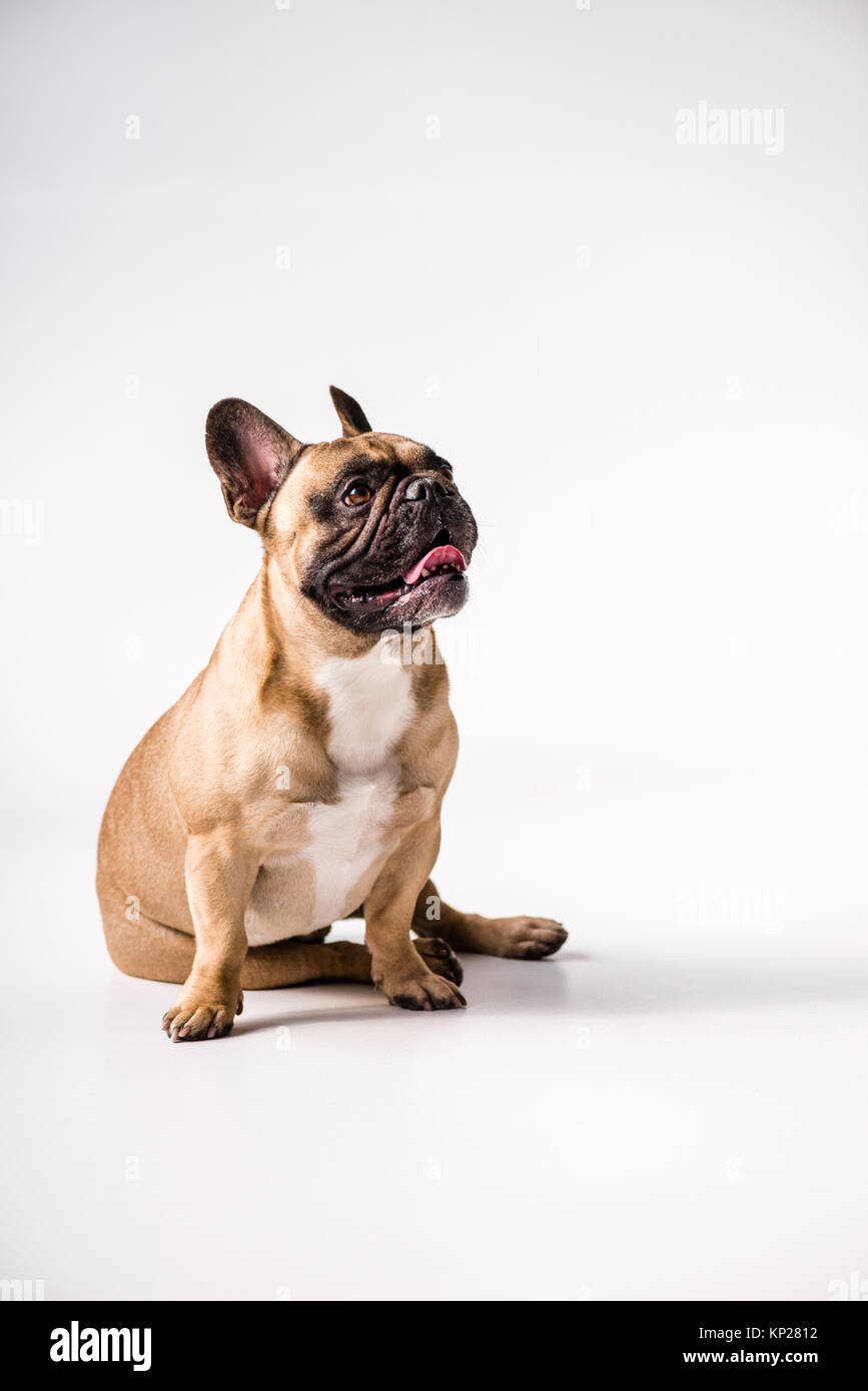 Purebred French Bulldog Stock Photo - Alamy