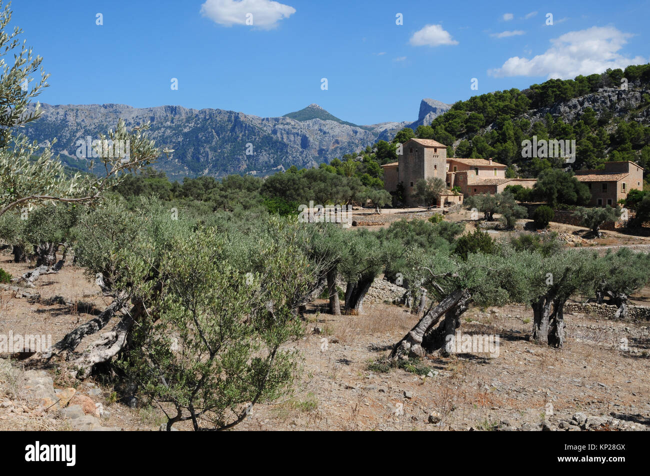 Terraces olive trees hi-res stock photography and images - Alamy