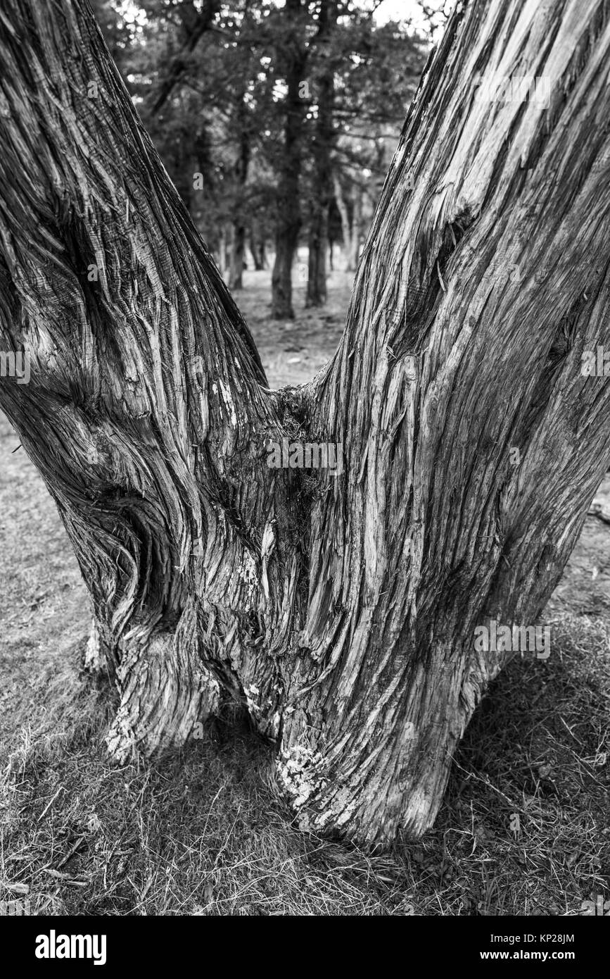SABINA - SPANISH JUNIPER (Juniperus thurifera), Sabinar de Calatañazor ...