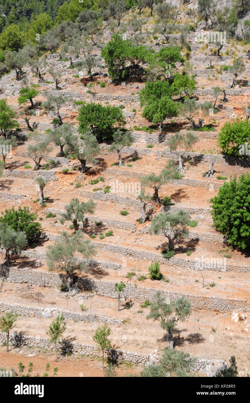 Terraces on a hillside near Caimari, Mallorca. The terraces are ...