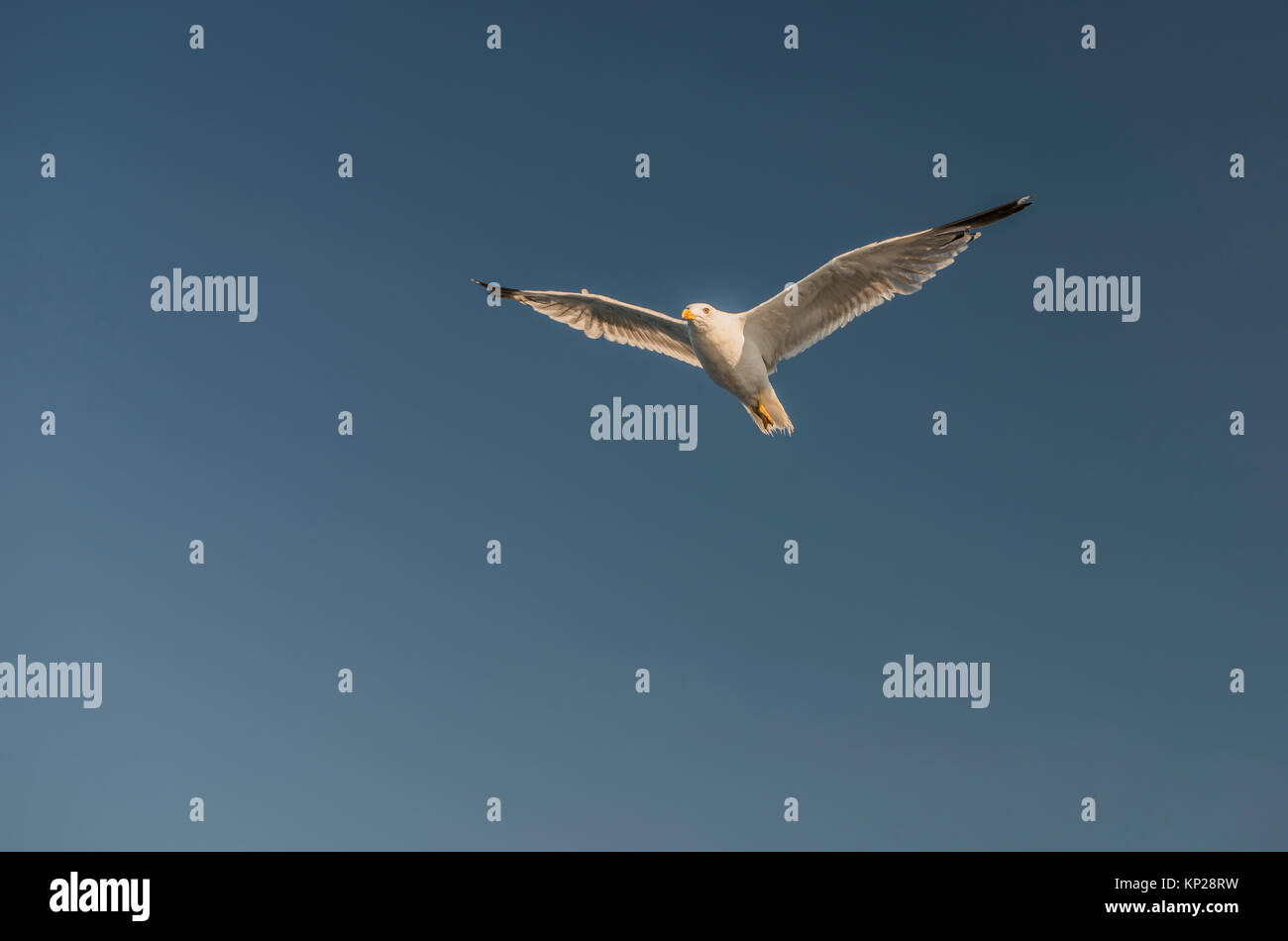 sea gull bird flying view from below, on clear blue sky Stock Photo - Alamy