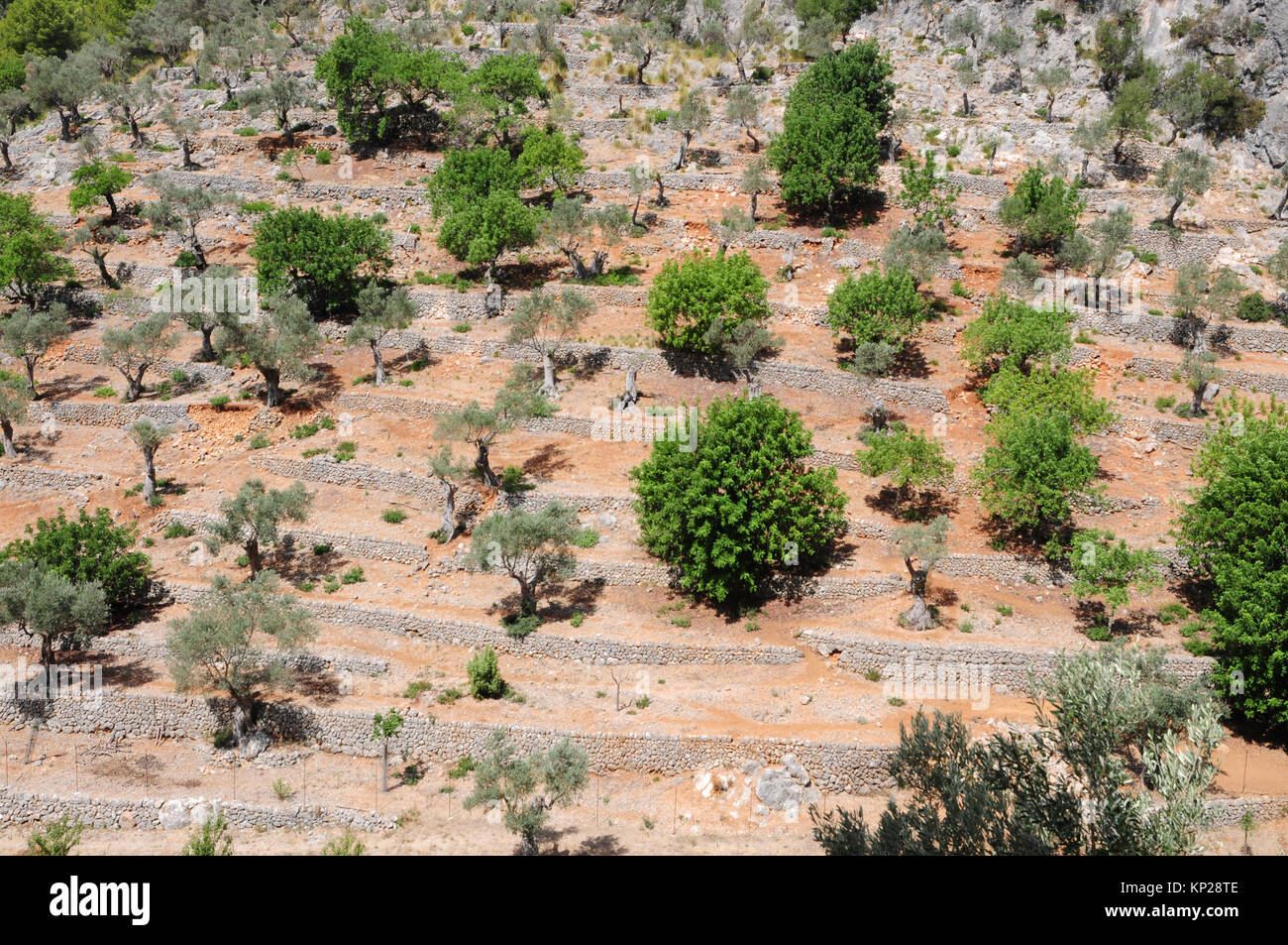 Terraces olive trees hi-res stock photography and images - Alamy