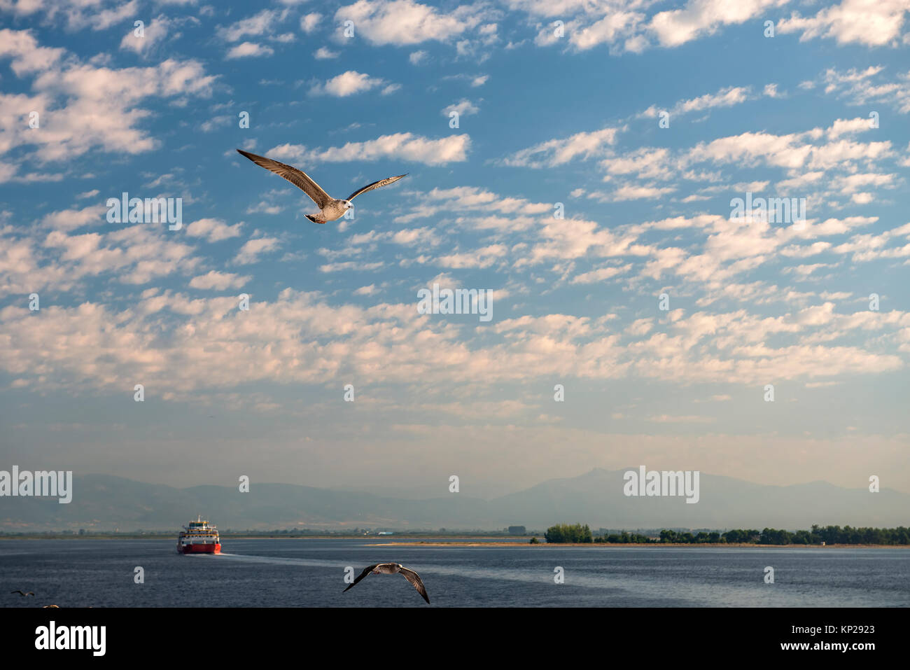 sea gull bird flying view from below, on clear blue sky Stock Photo - Alamy