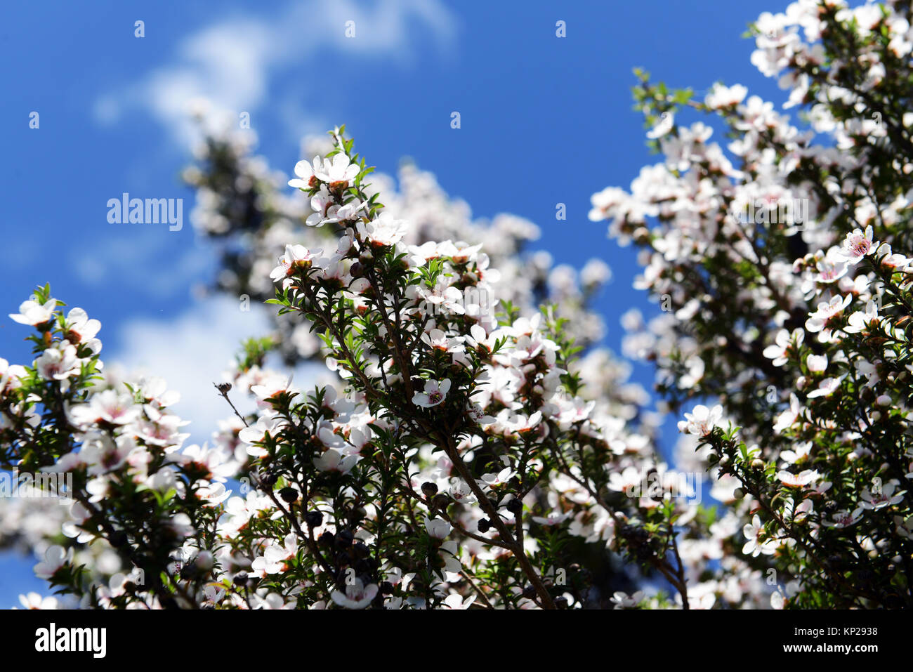 Manuka tree in new zealand hi-res stock photography and images - Alamy
