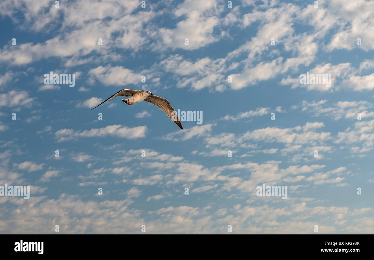 sea gull bird flying view from below, on clear blue sky Stock Photo - Alamy
