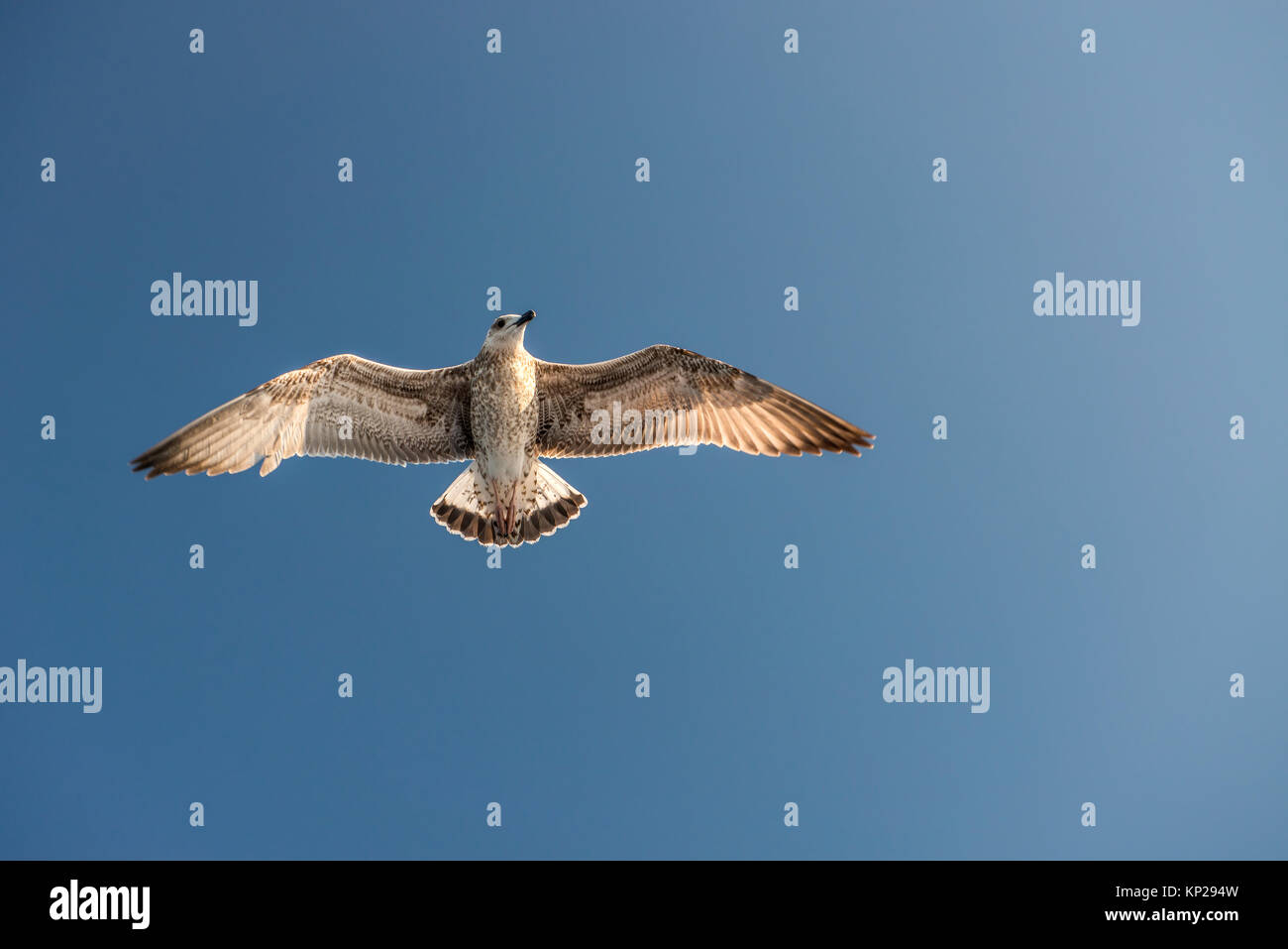 sea gull bird flying view from below, on clear blue sky Stock Photo - Alamy