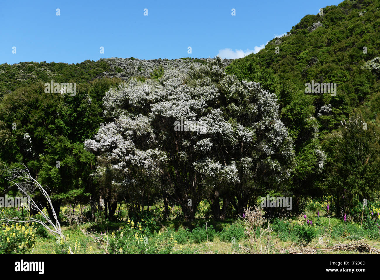 Manuka tree blossoms in New Zealand Stock Photo - Alamy