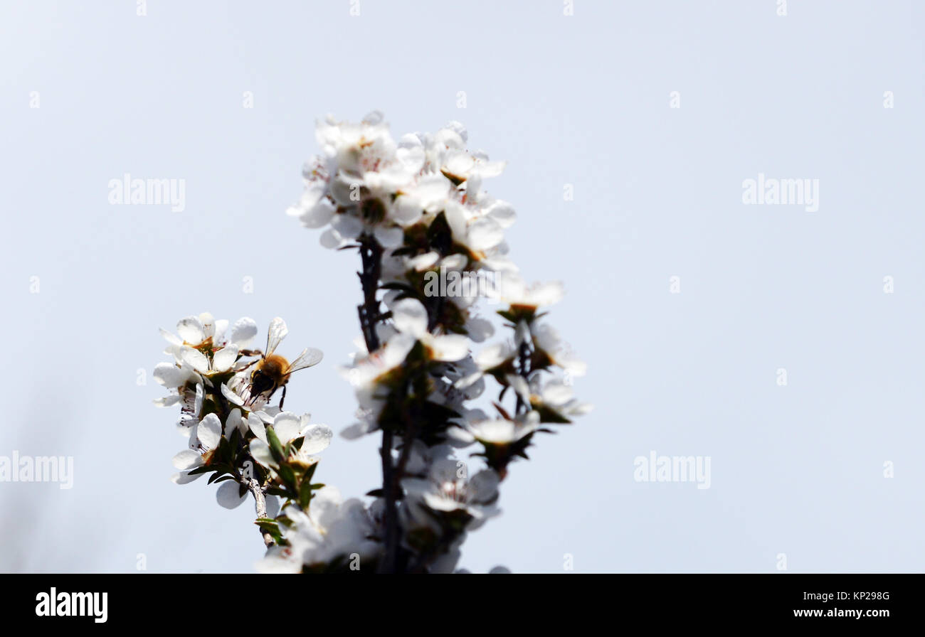 Manuka tree hi-res stock photography and images - Alamy