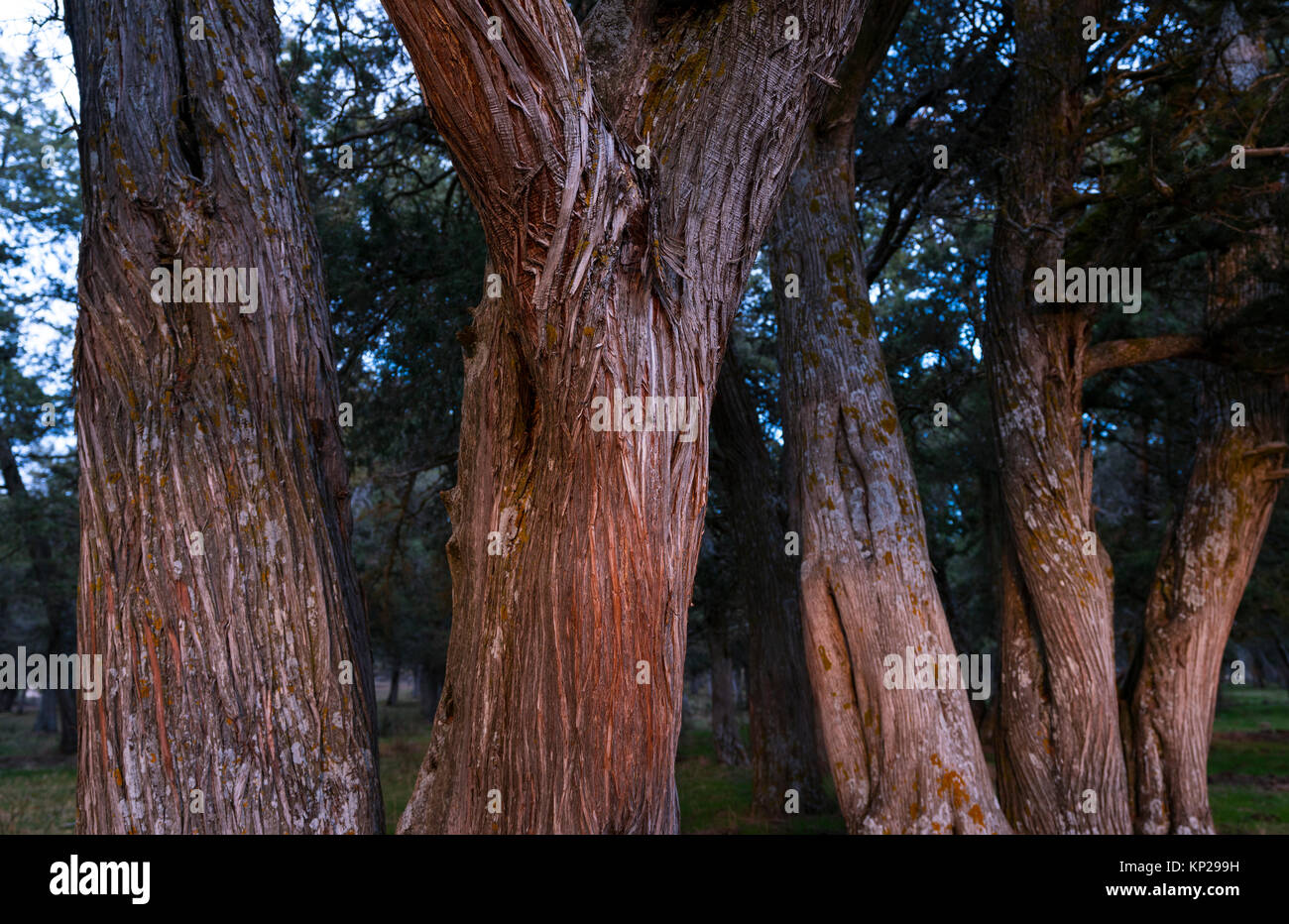 SABINA - SPANISH JUNIPER (Juniperus thurifera), Sabinar de Calatañazor ...